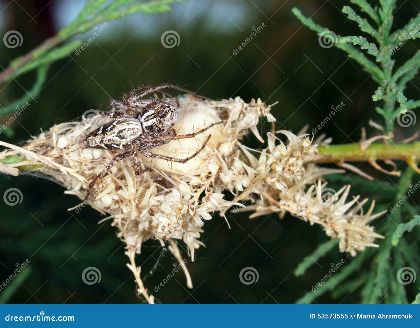 Spider on egg cocoon stock image. Image of phobia, labyrinthspinne ...