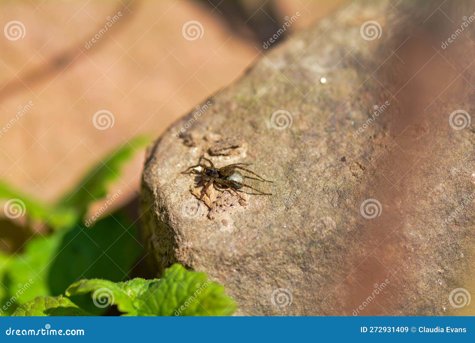 Spider with Egg Cocoon on a Stone Stock Image - Image of spider, fauna ...
