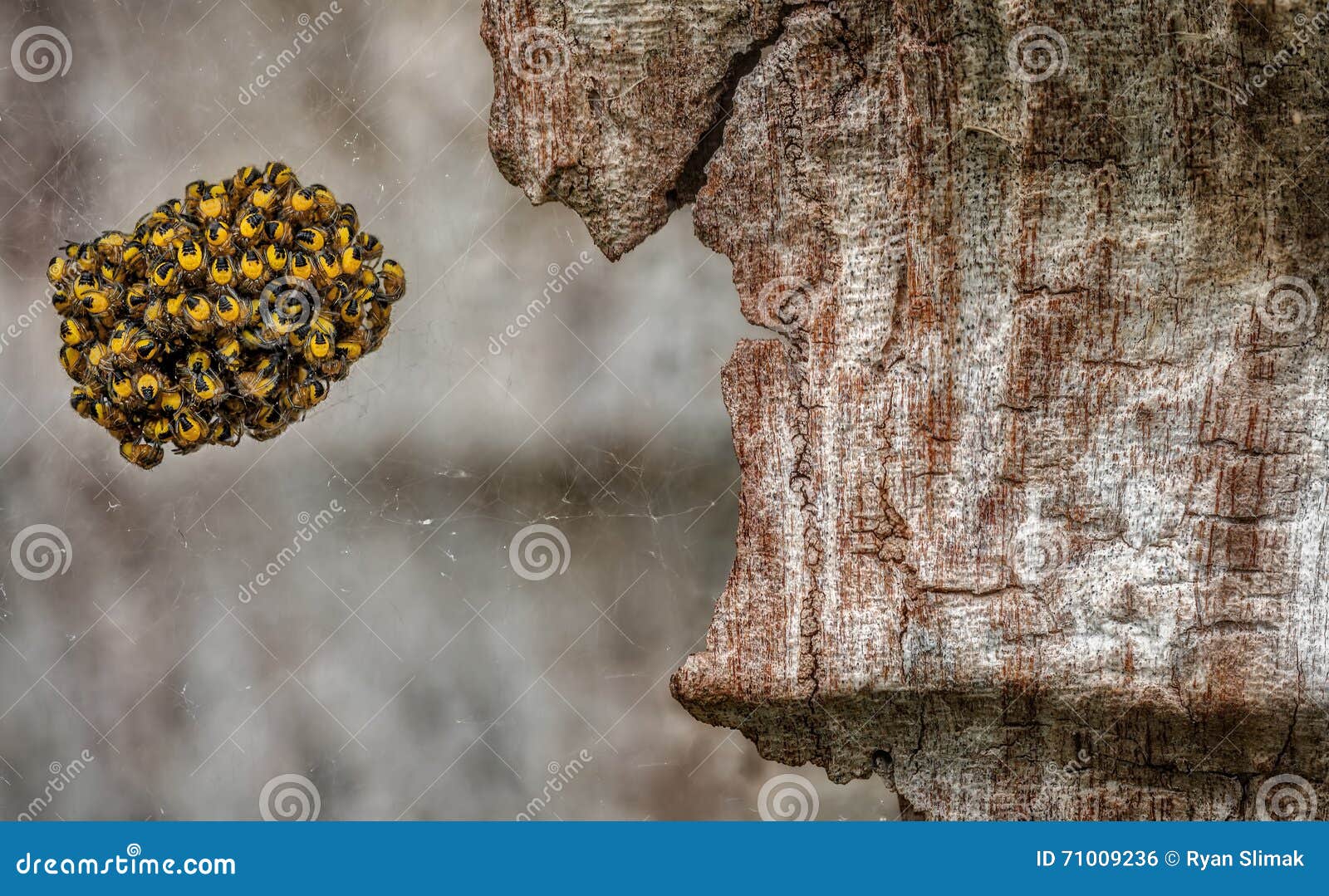 Spider Eggs Nest in Crevice of Tree Bark Stock Photo - Image of hatch ...