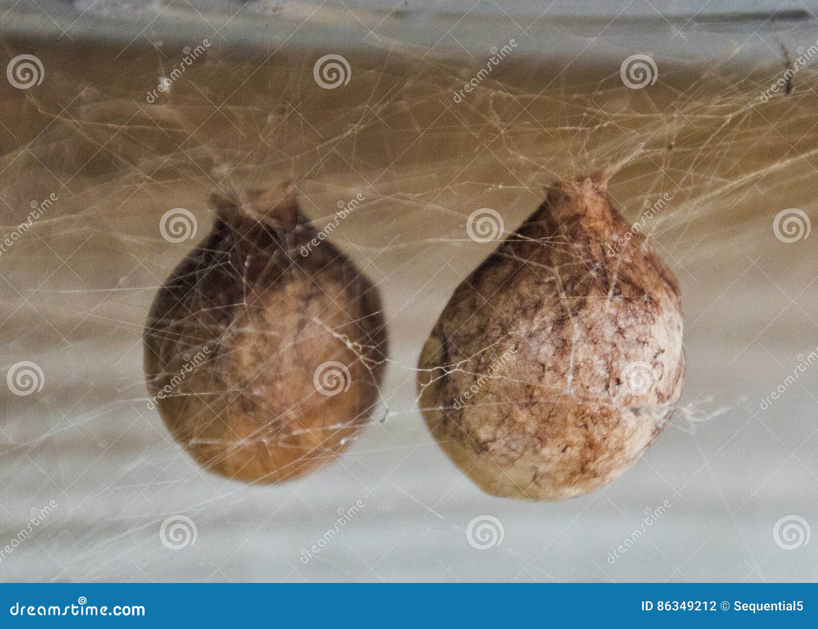 Spider eggs stock photo. Image of sacs, kentucky, strange - 86349212
