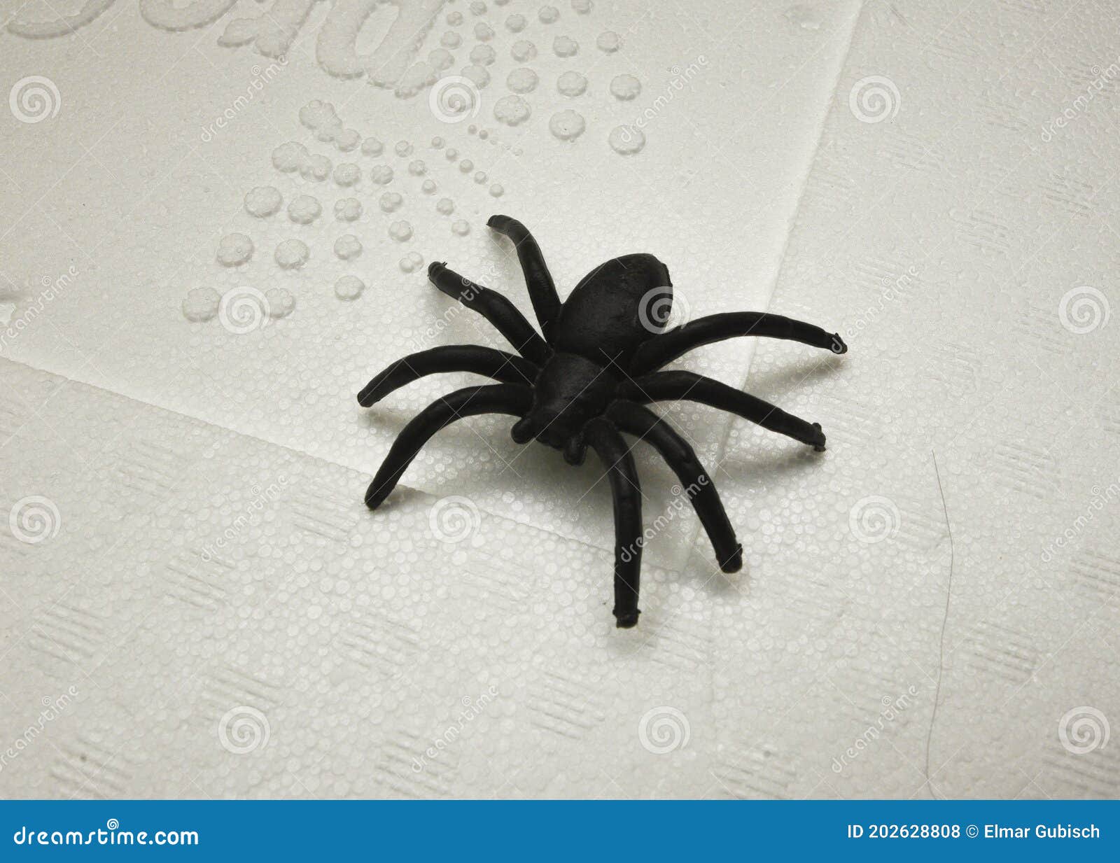 A spider with eight legs stock photo. Image of crawl - 202628808