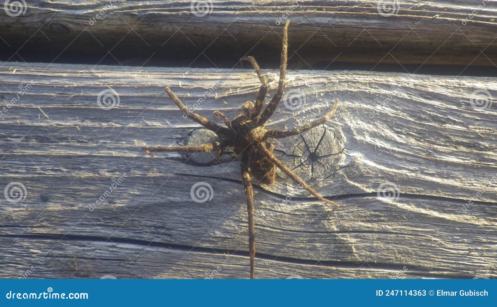 A spider with eight legs stock image. Image of vermin - 247114363