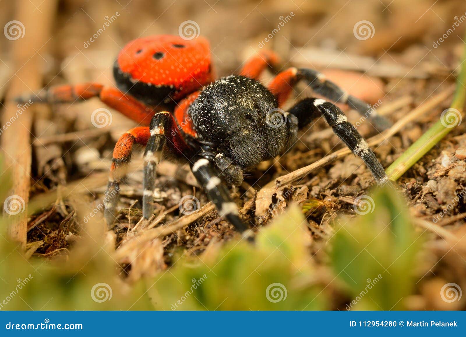 Spider Eresus Moravicus - Male Stock Photo - Image of female, spider ...