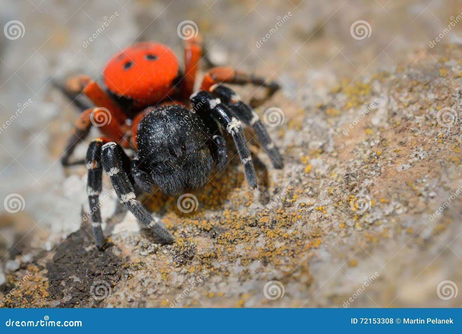 Spider Eresus Moravicus - Male Stock Photo - Image of closeup, male ...