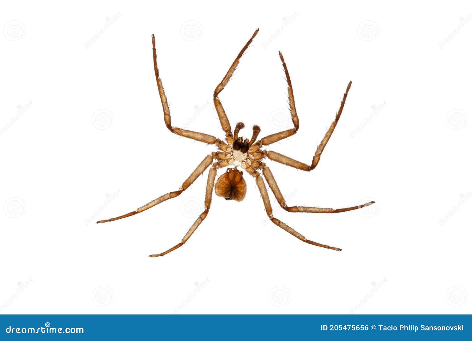 Spider Exoskeleton After Molt In White Background Ecdysis Royalty-Free ...