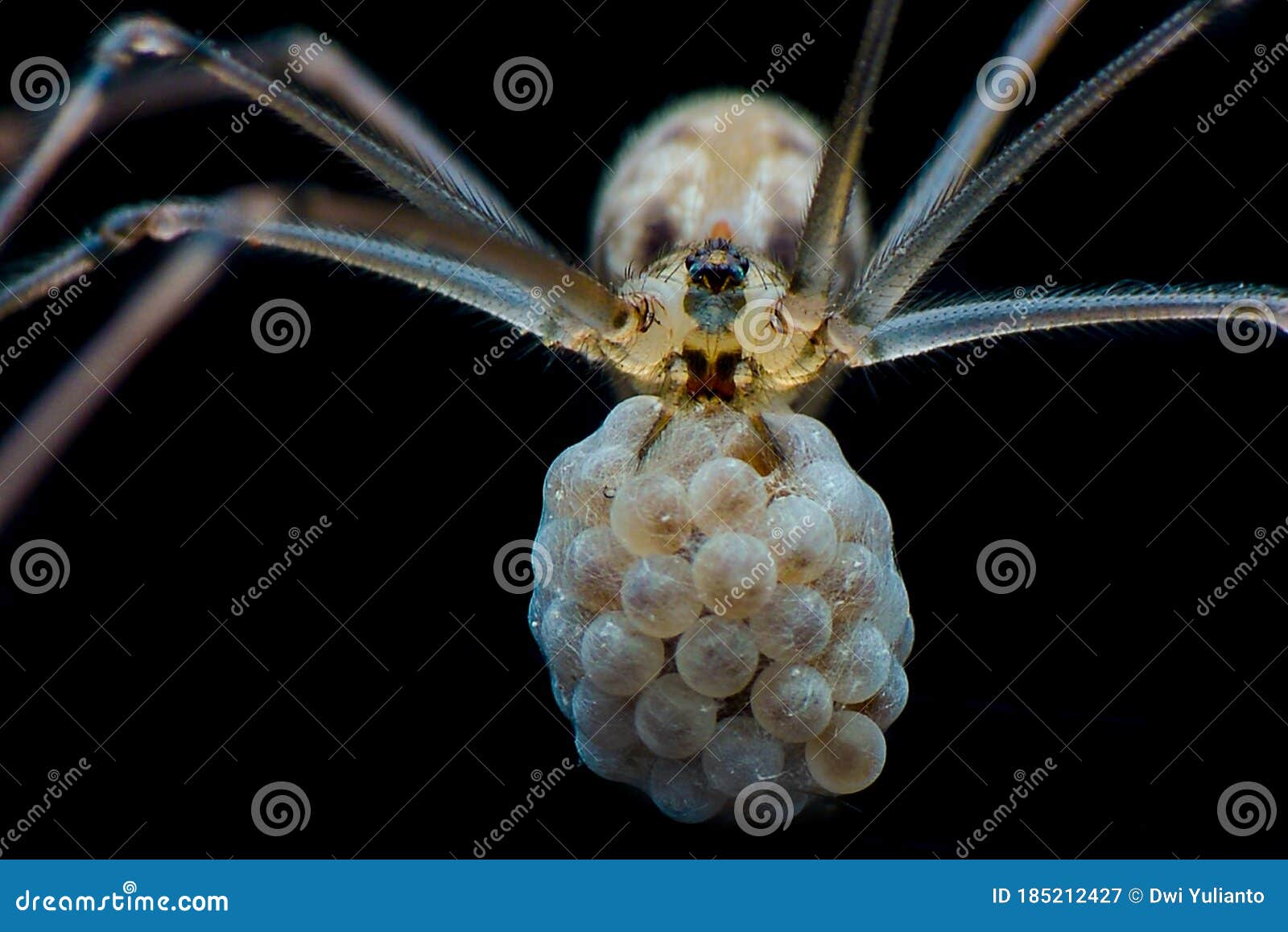 Spider extreme close up stock image. Image of petal - 185212427