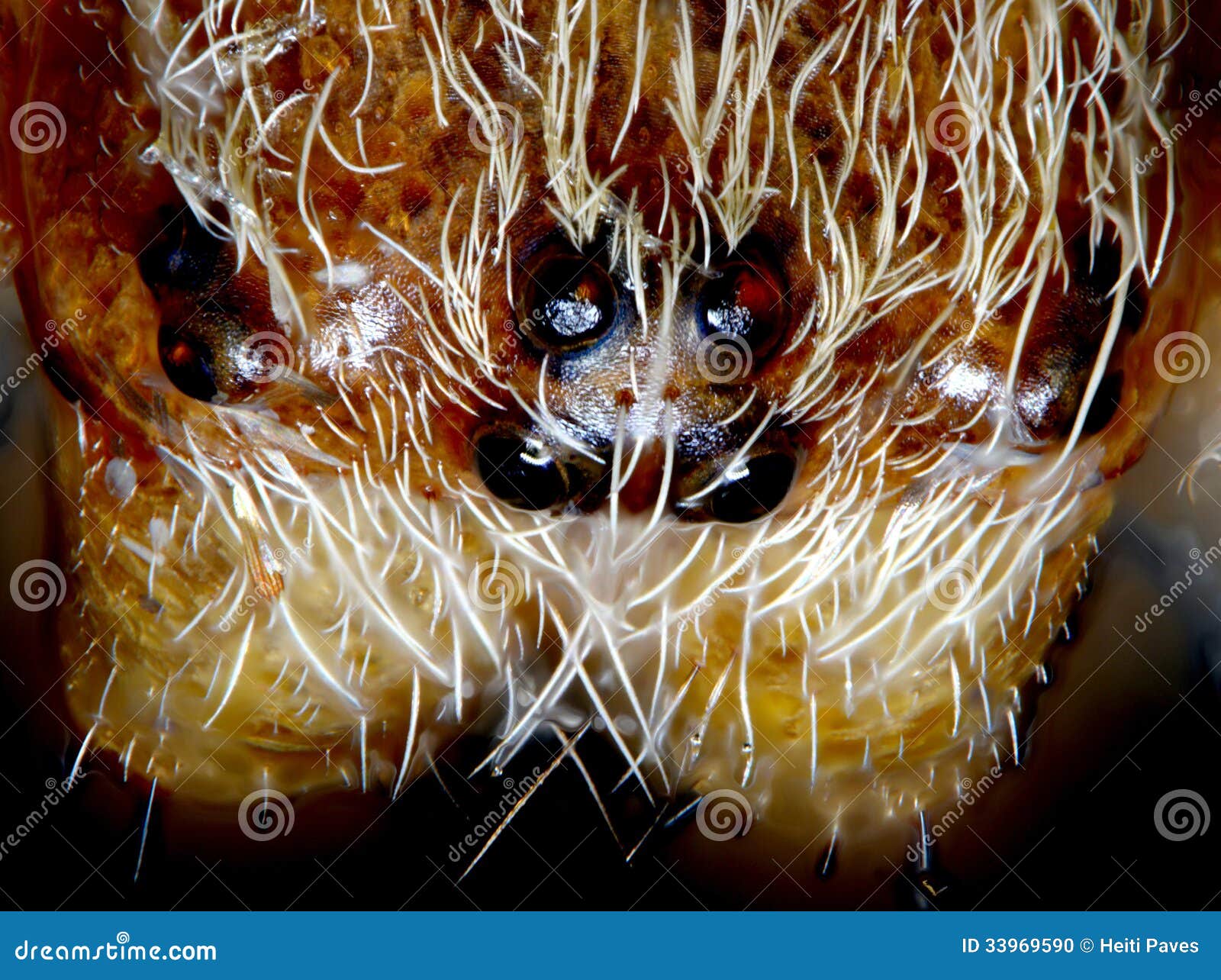 Spider stock photo. Image of poisonous, garden, zoology - 33969590