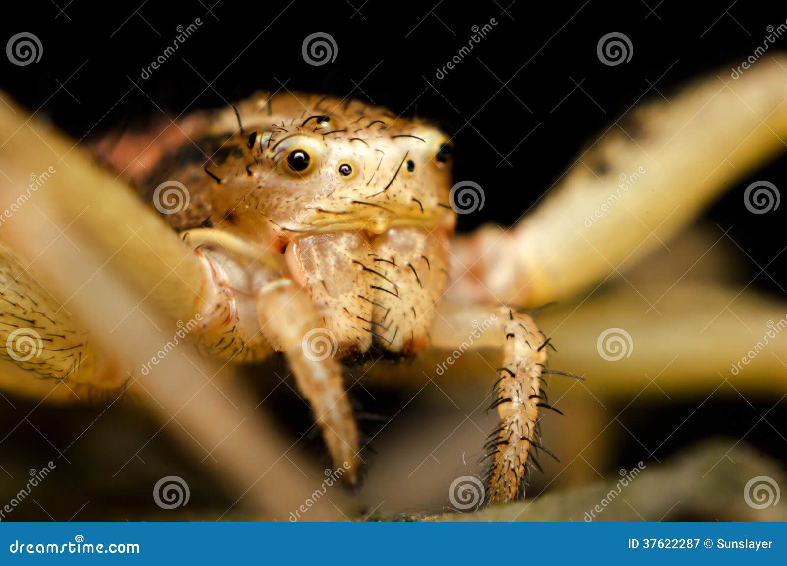 Spider face stock image. Image of entomology, black, colorful - 37622287