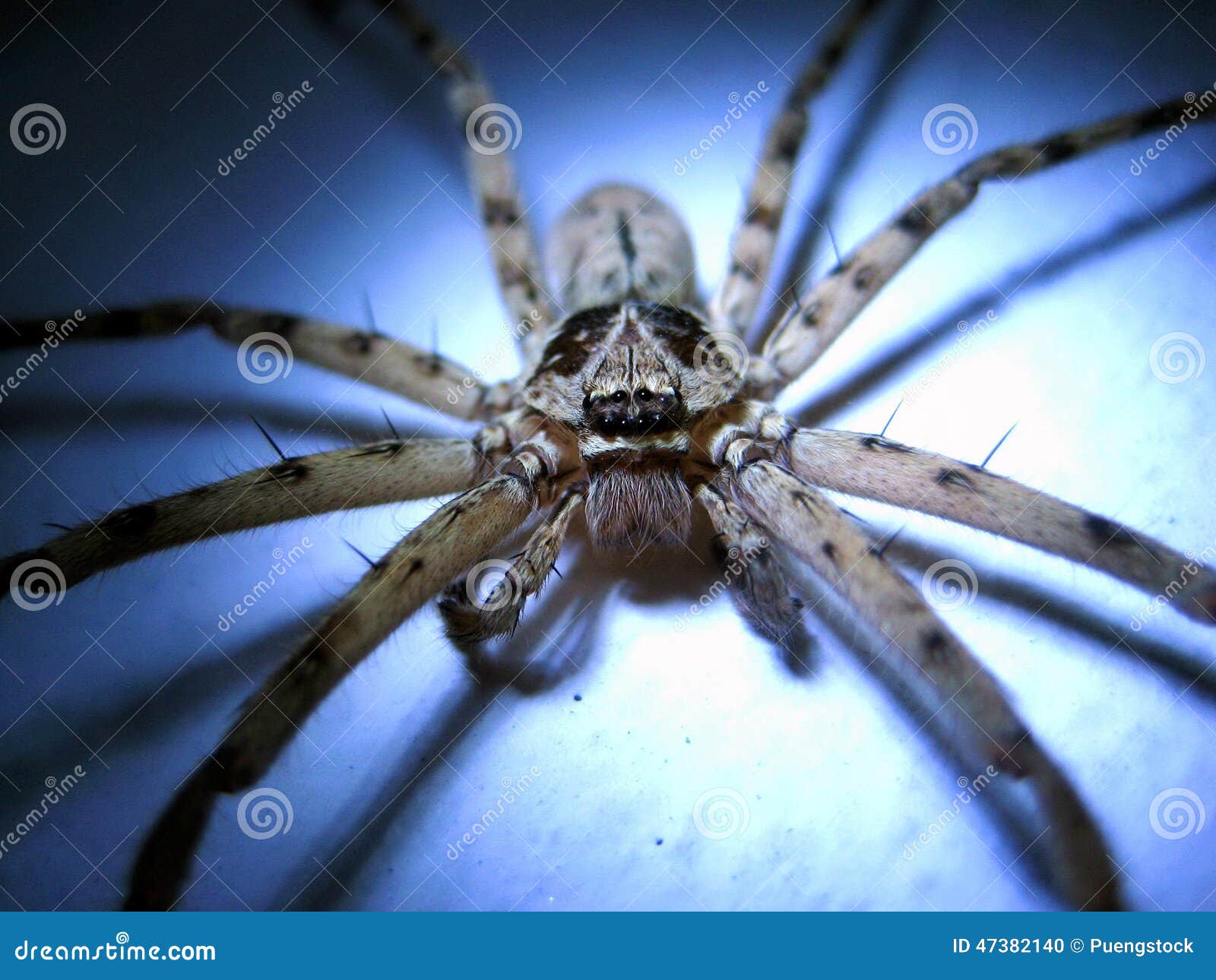 Spider Face Stock Photography | CartoonDealer.com #47382140