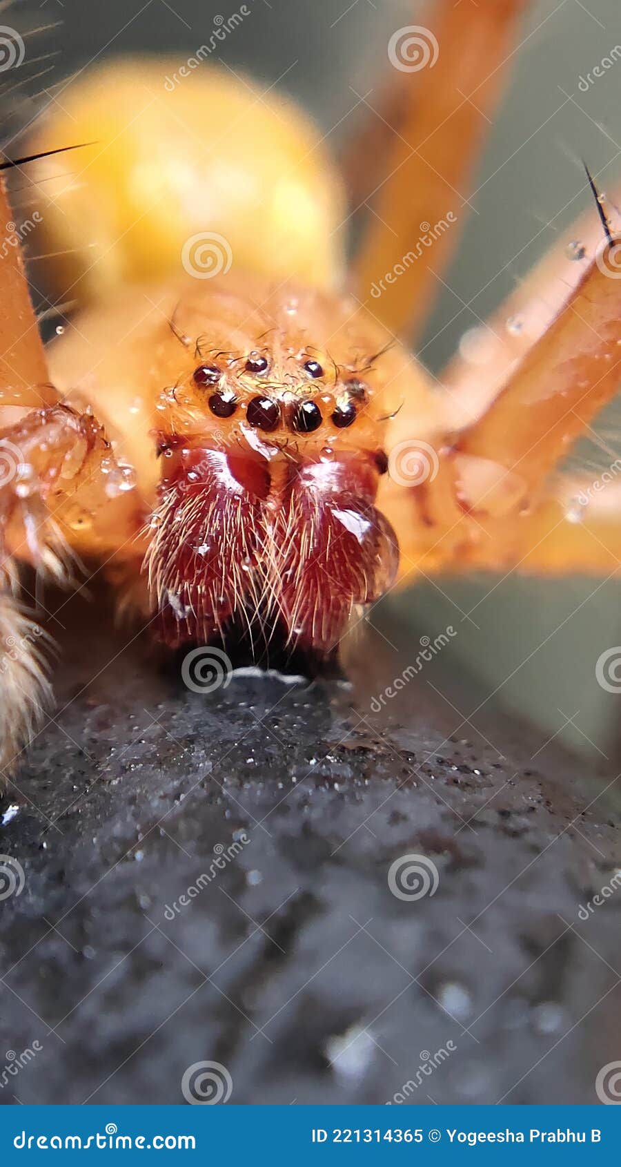 Spider Face Closeup View Captured in Indian Forest Stock Image - Image ...