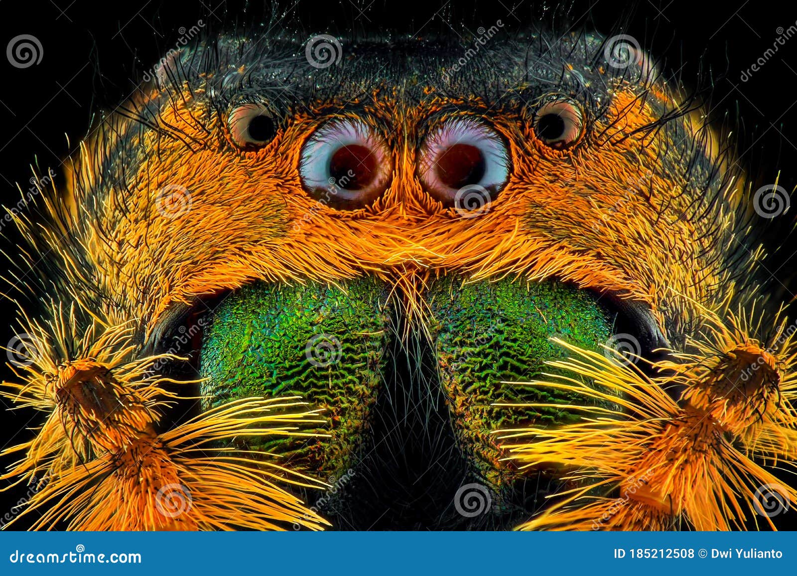 Spider Face Extreme Close Up Macro Shoot Stock Illustration ...
