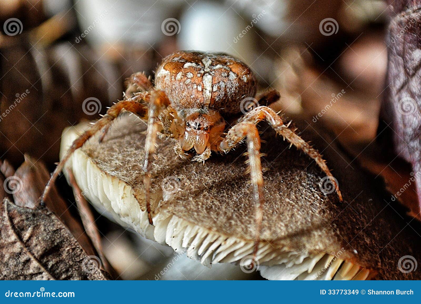 Spider in fall scenery stock image. Image of autumn, nature - 33773349