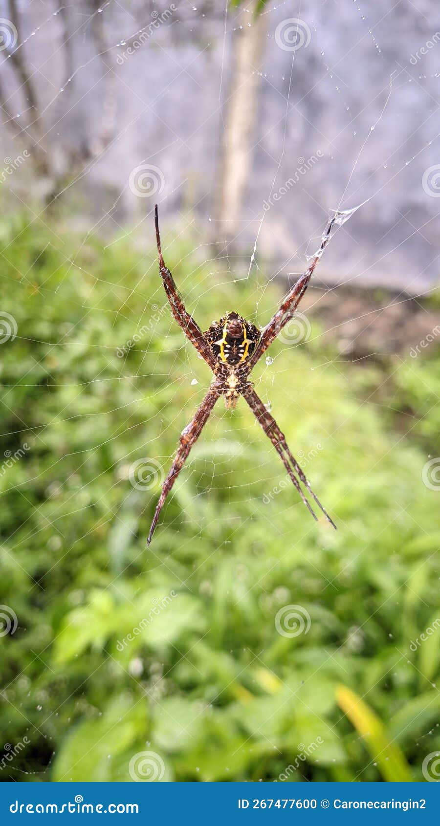 Spider Falling from the Sky Stock Photo - Image of cobweb, falling ...