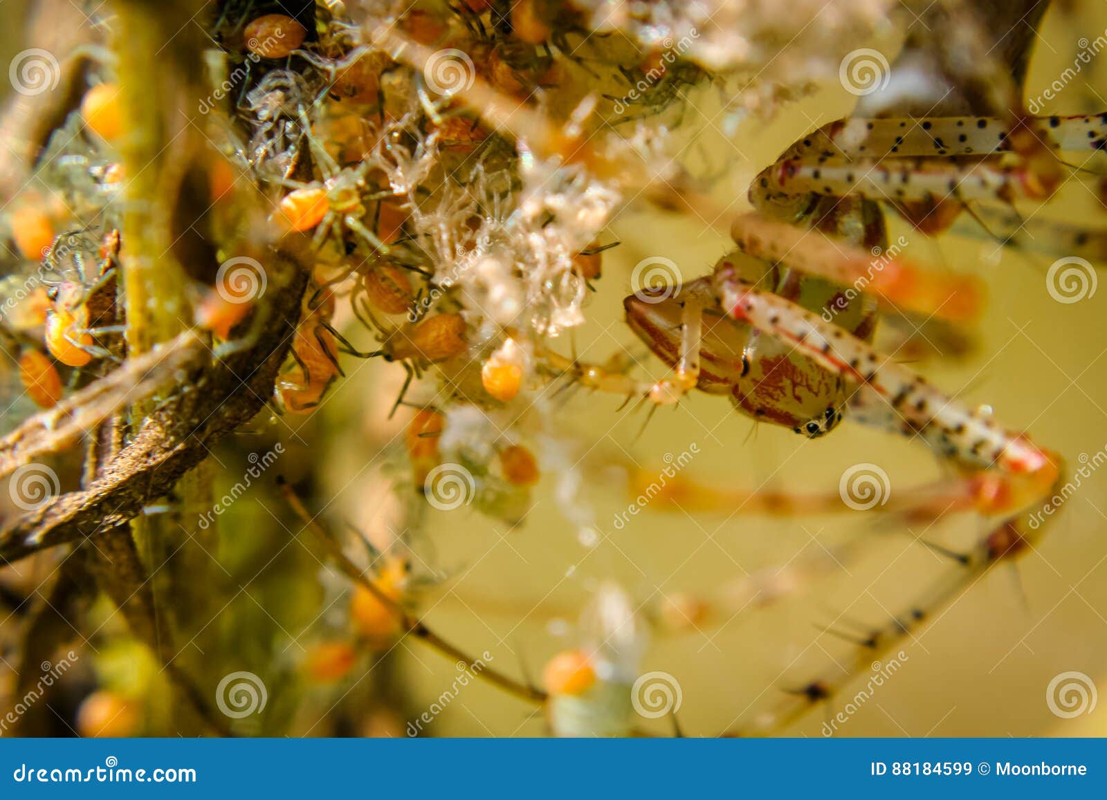 Spider Family stock image. Image of female, insect, crowded - 88184599