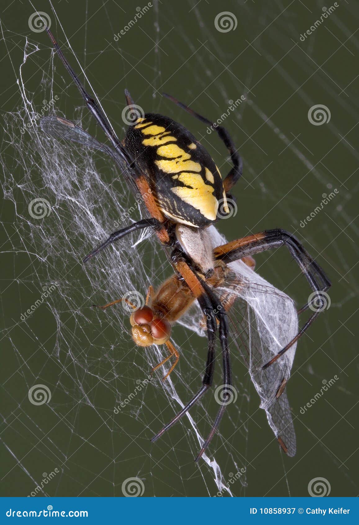 Spider with Fangs in Dragonfly Stock Image - Image of invertebrate ...