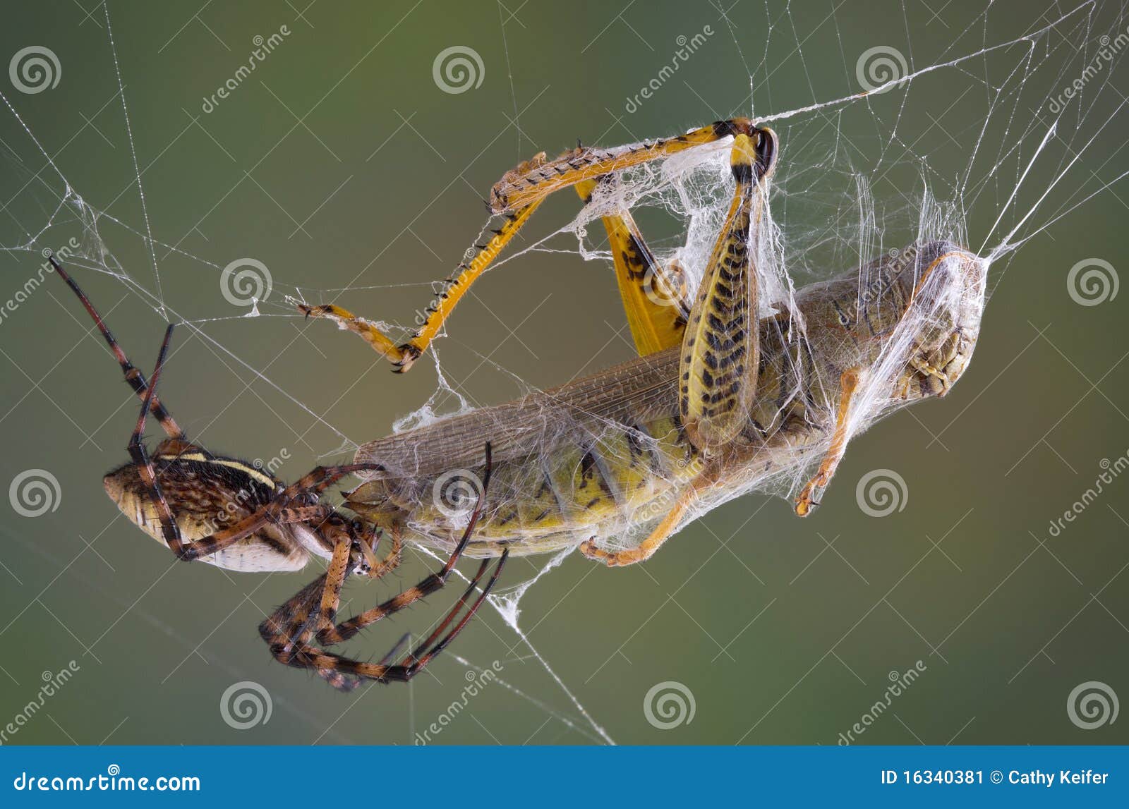 Spider with Fangs in Hopper Stock Image - Image of grasshopper, biting ...