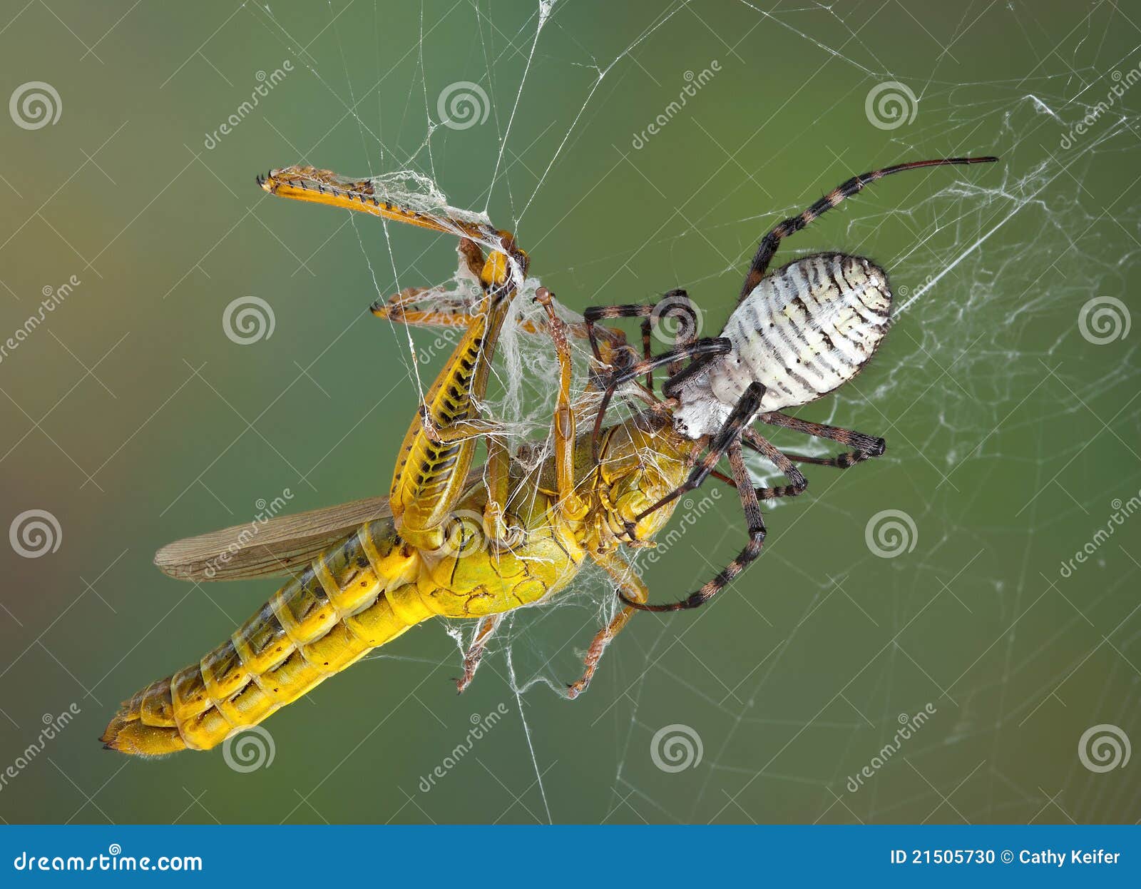 Spider with Fangs in Hopper S Head Stock Photo - Image of banded ...