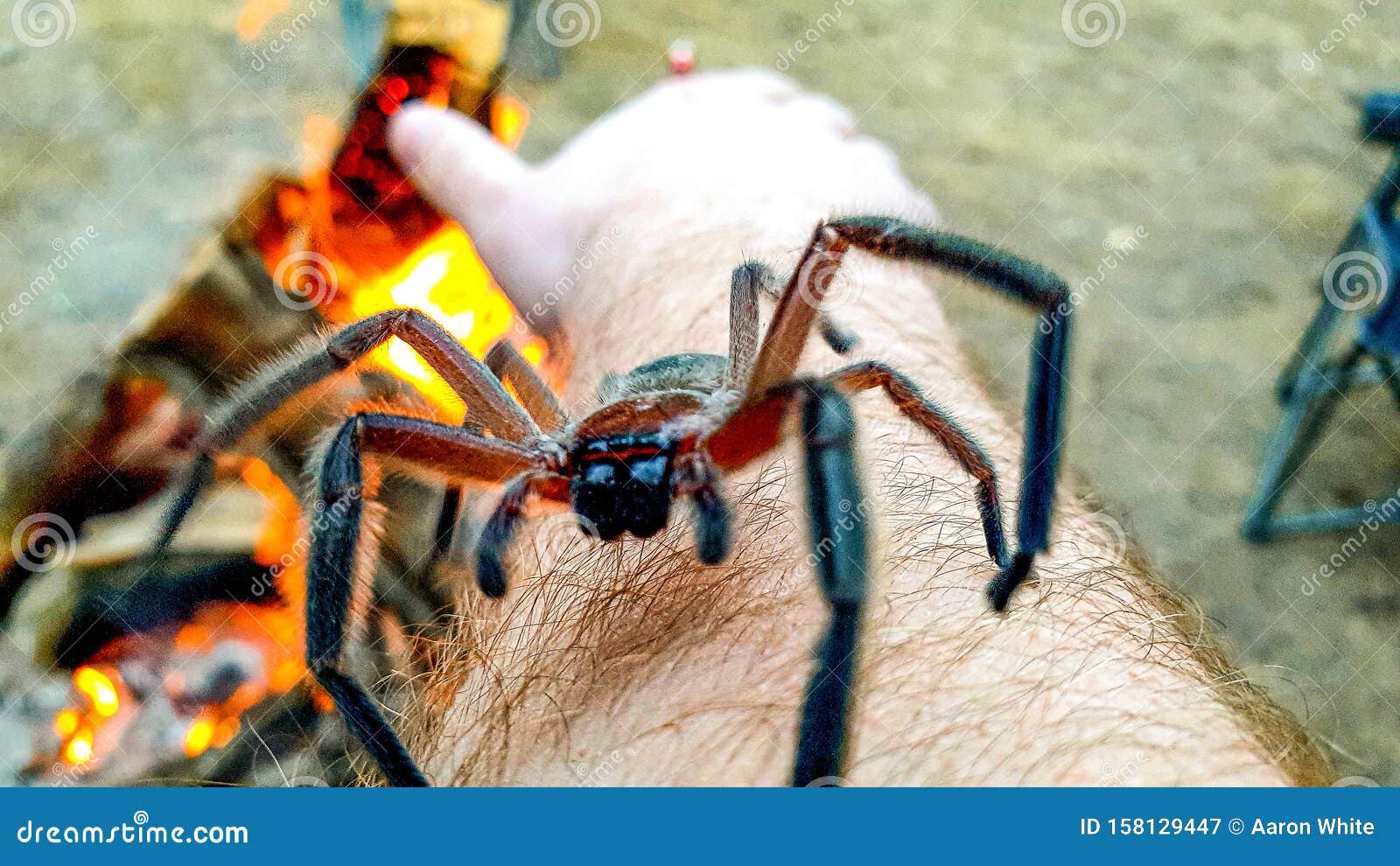 Spider fear stock image. Image of fire, scary, wildlife - 158129447