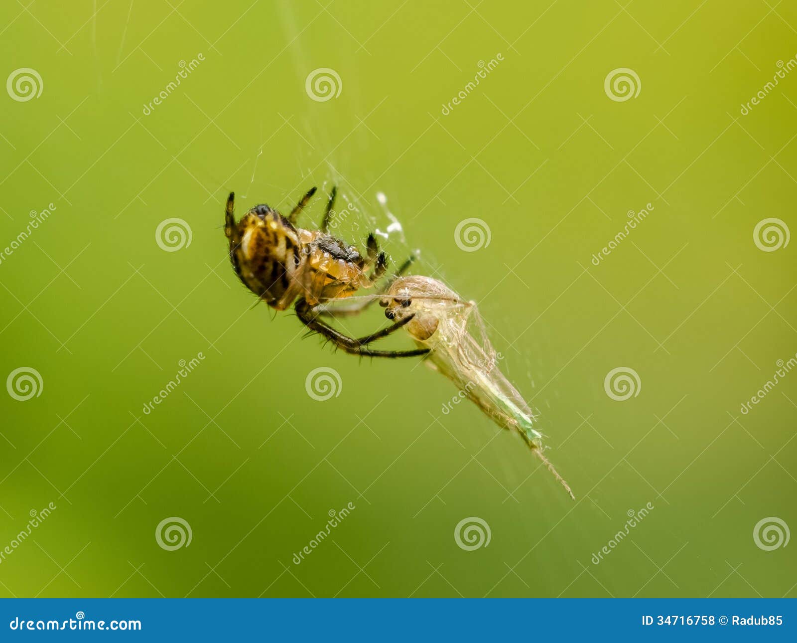 Spider Feeding on Prey stock photo. Image of bite, outdoor - 34716758