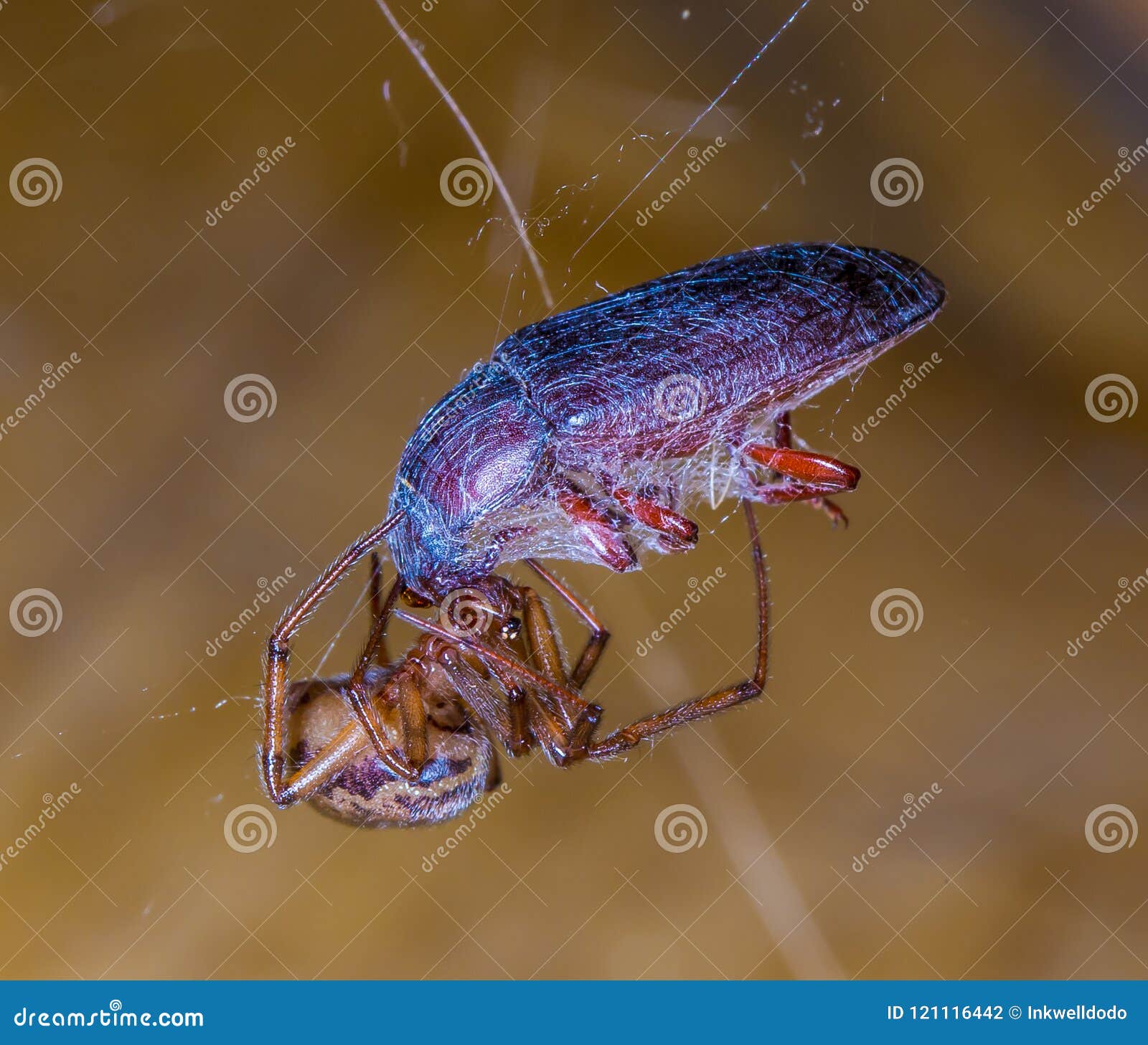 Spider Feeding on a Trapped Beetle Stock Photo - Image of nature ...