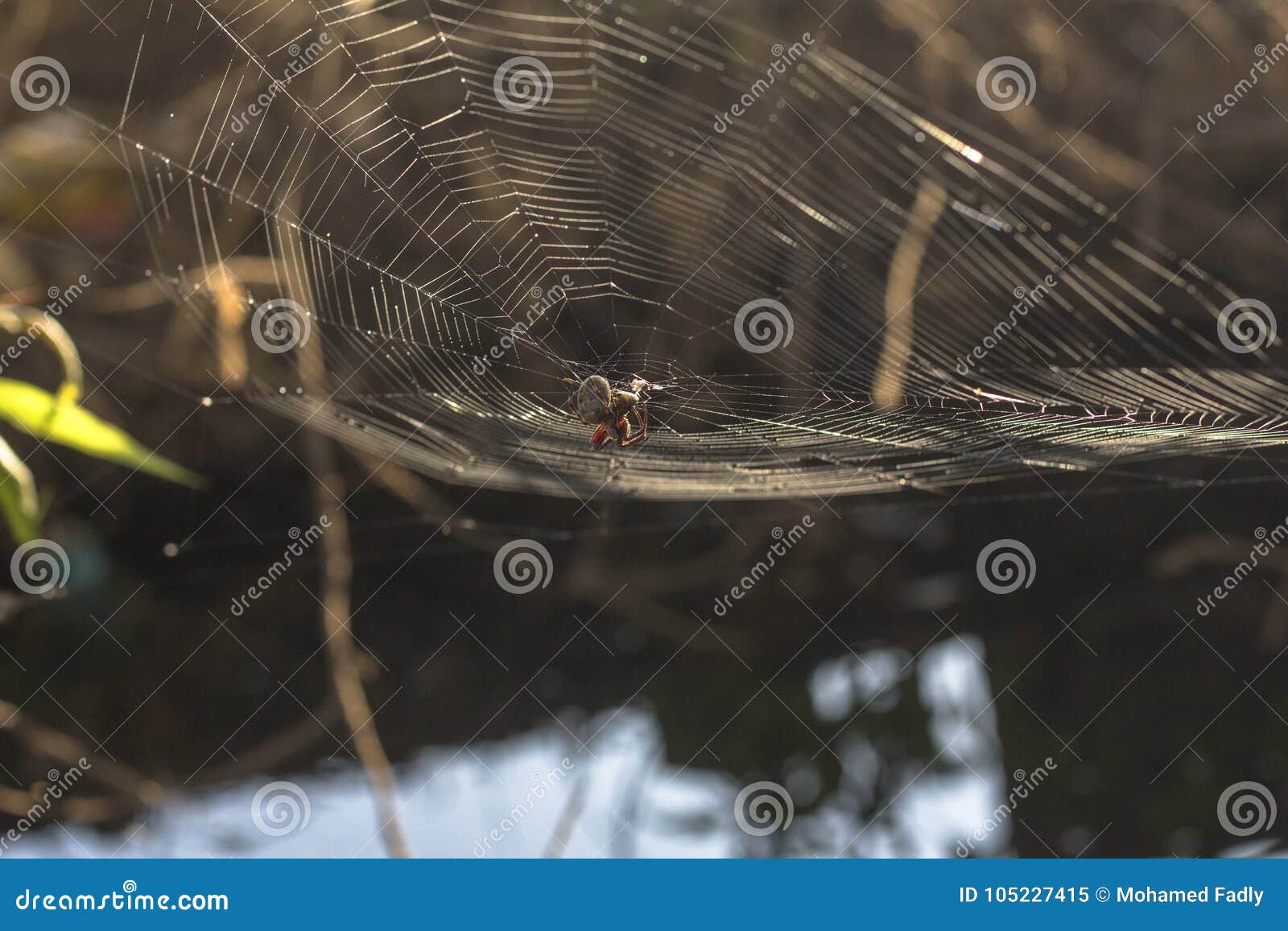 Spider Feeding on Web Over Water Stock Image - Image of home, prey ...