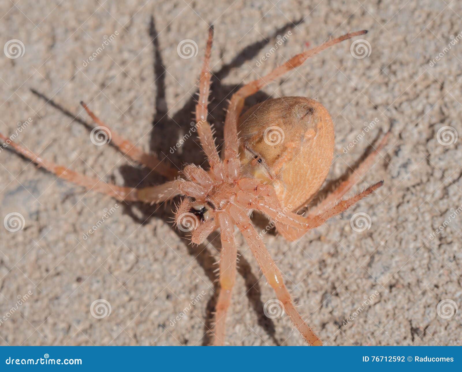 Spider feign death stock photo. Image of background, fear - 76712592