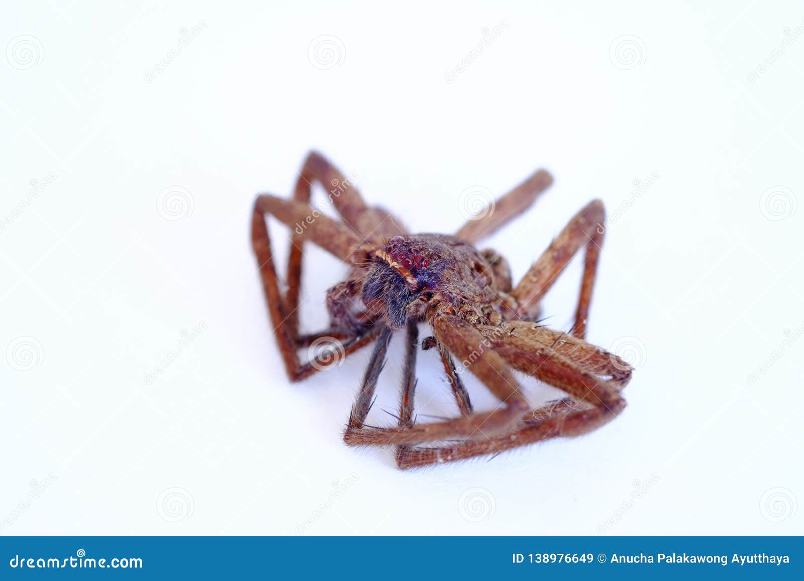 Spider Fight Each Other until Death Stock Image - Image of closeup ...