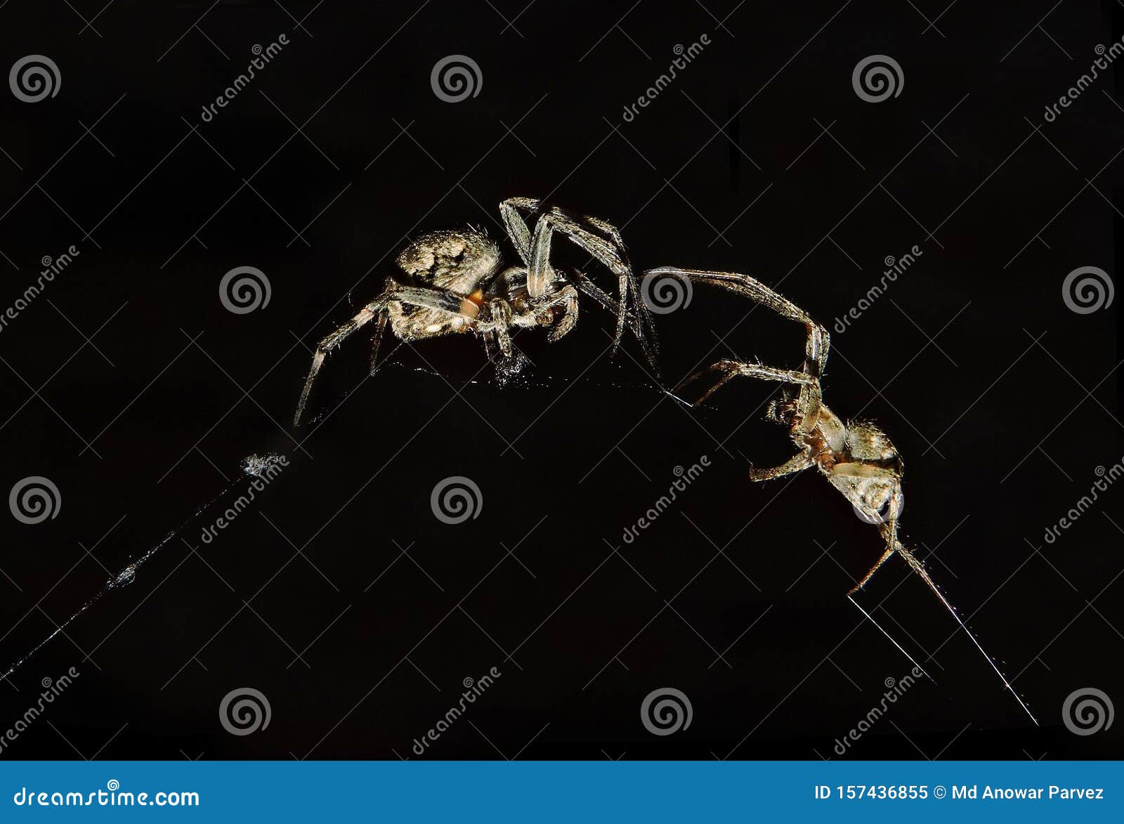 Spider fight stock image. Image of fight, chuadanga - 157436855