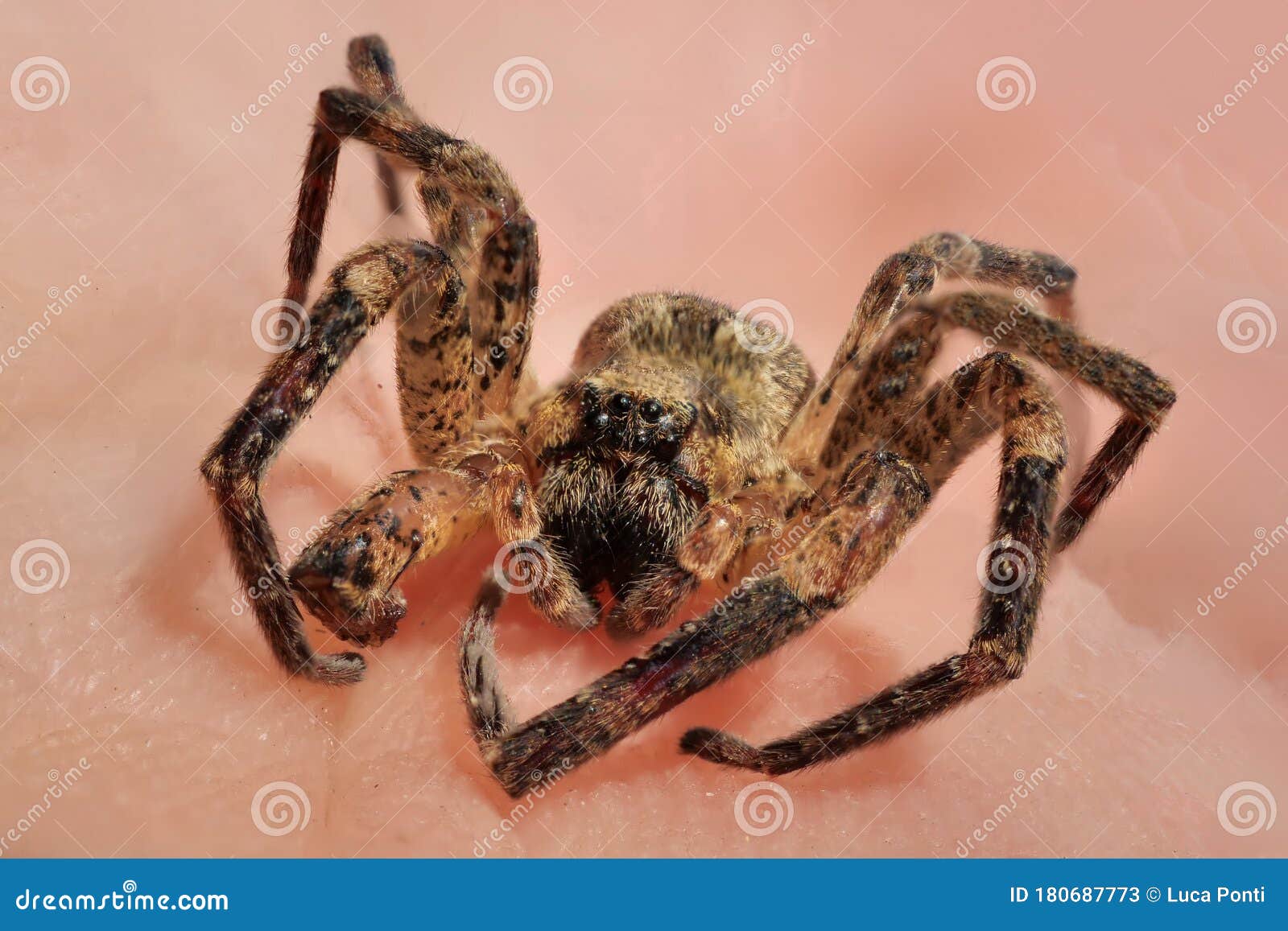 Spider On Finger Royalty-Free Stock Photography | CartoonDealer.com ...