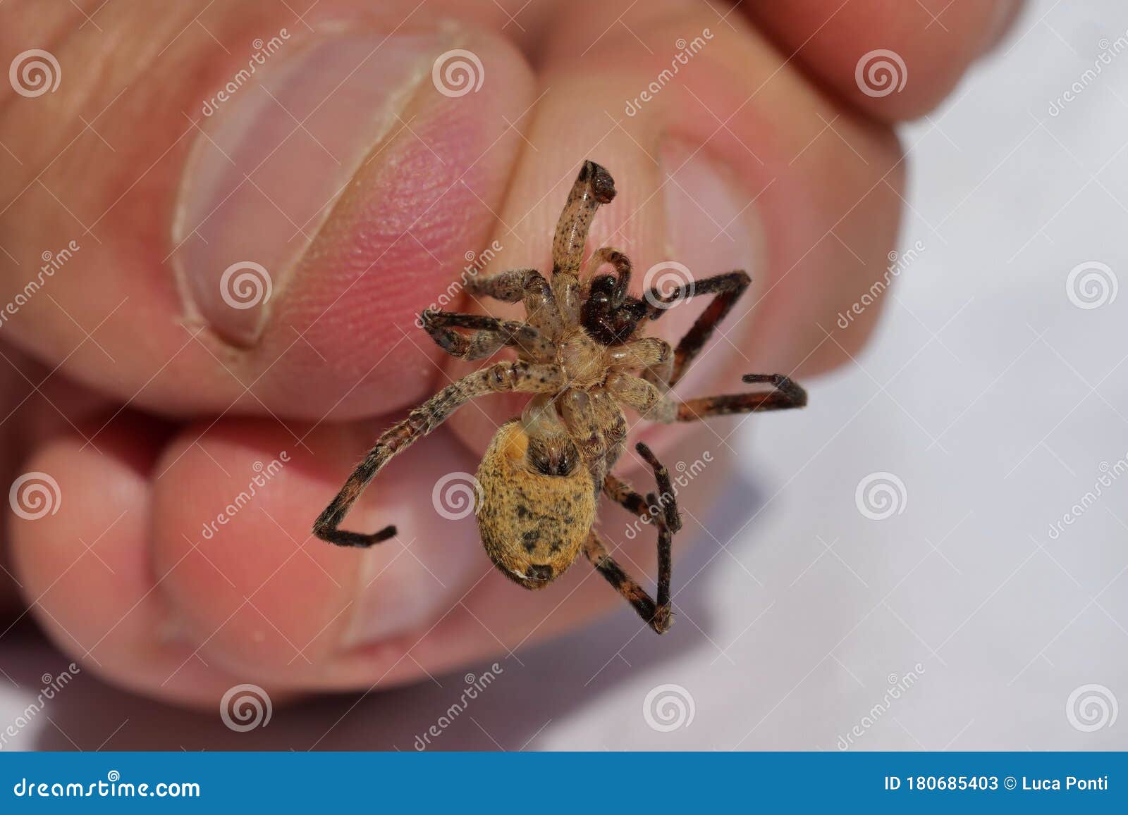 Spider between 2 fingers stock image. Image of isolated - 180685403