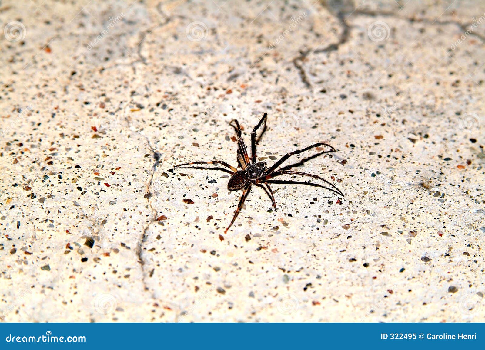 Spider on floor stock image. Image of city, spider, insect - 322495