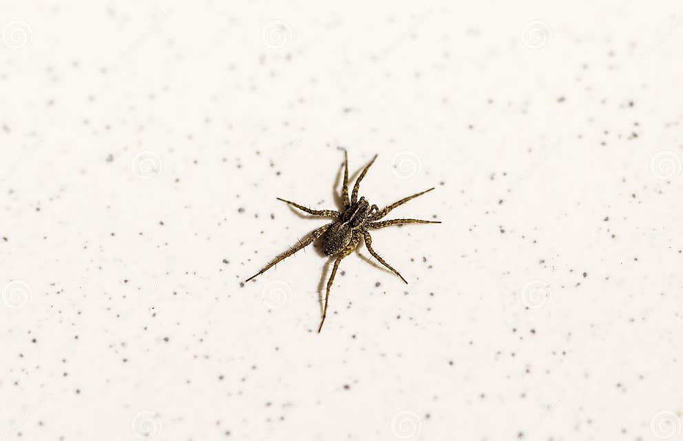 Spider on the Floor stock image. Image of insect, floor - 53791653