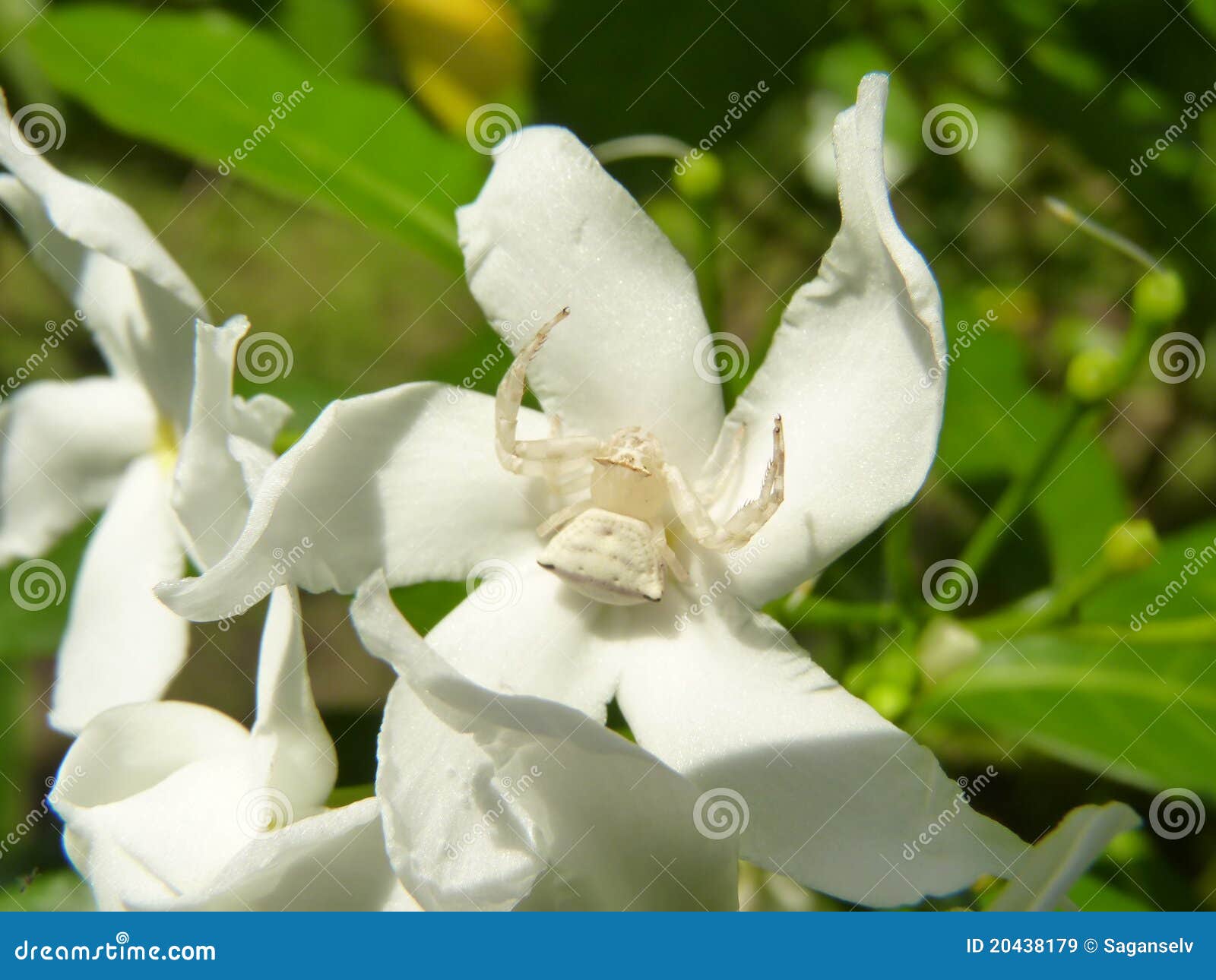Spider on flower stock image. Image of flower, white - 20438179