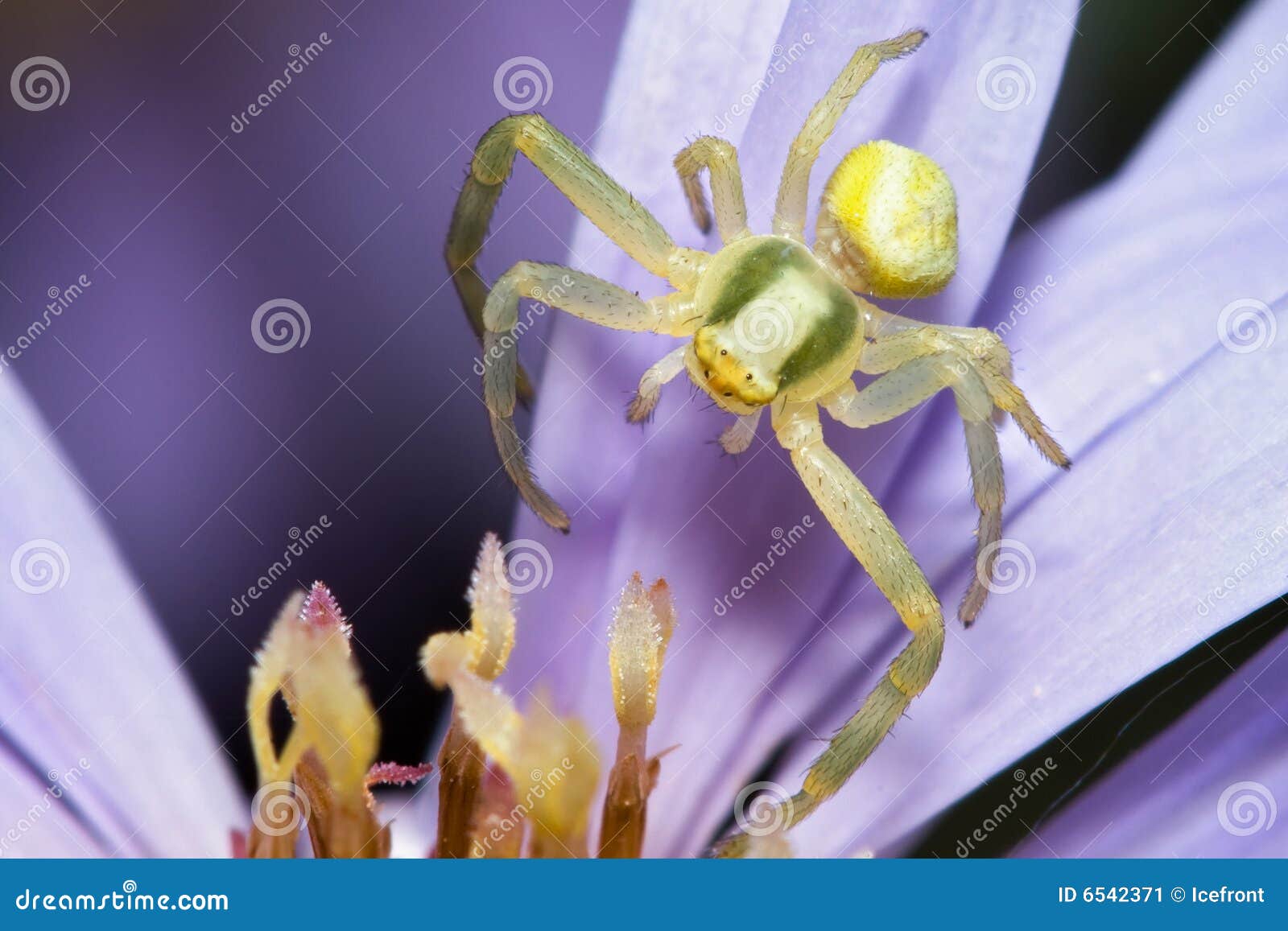 Spider on flower stock image. Image of green, fauna, colorful - 6542371