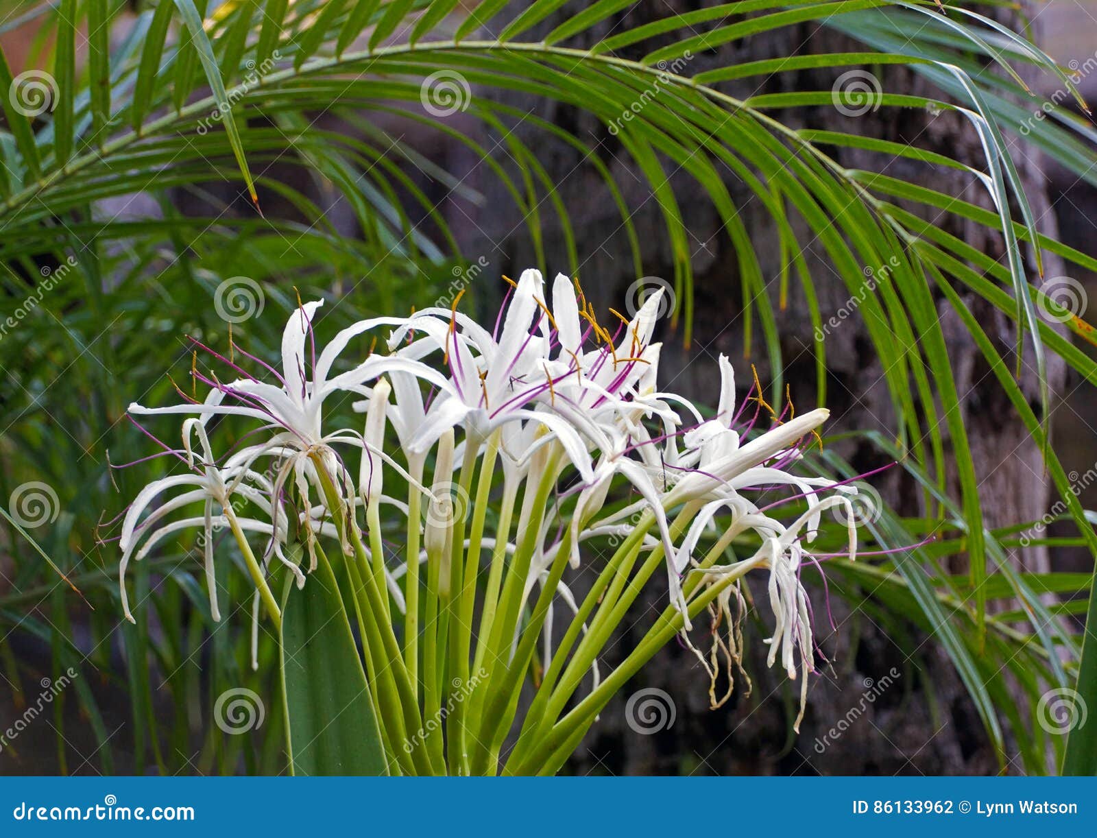 Spider Flower stock photo. Image of green, hawaii, fern - 86133962