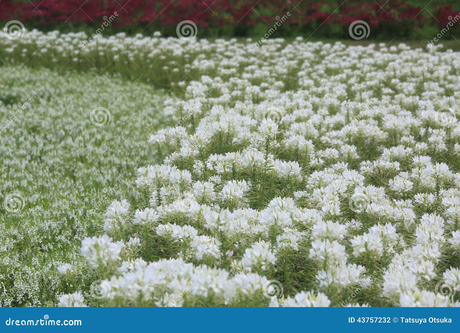 Spider flower field stock photo. Image of summer, pictured - 43757232