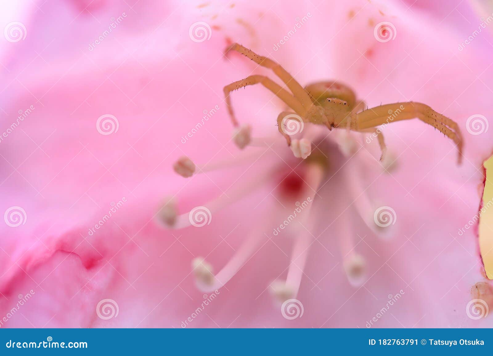 Spider in a Flower of Rhododendron Stock Image - Image of pink, macro ...
