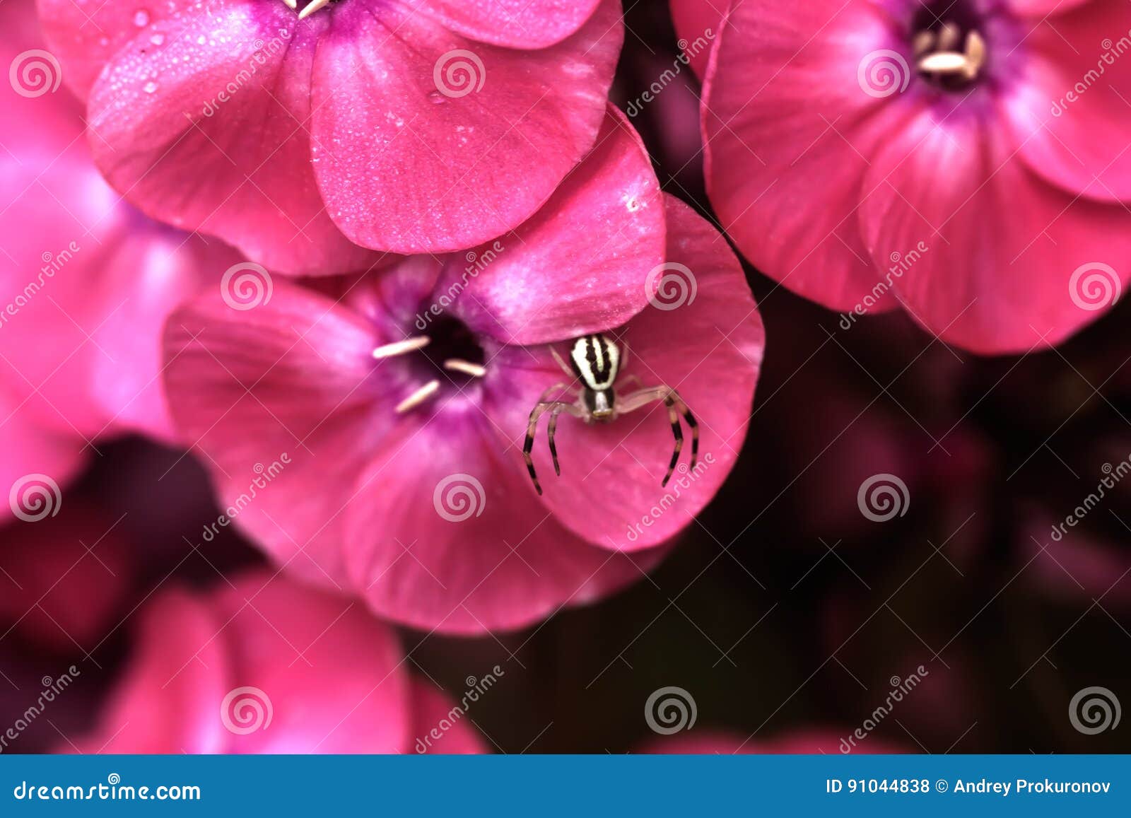 Spider on a flower. stock photo. Image of beauty, macro - 91044838