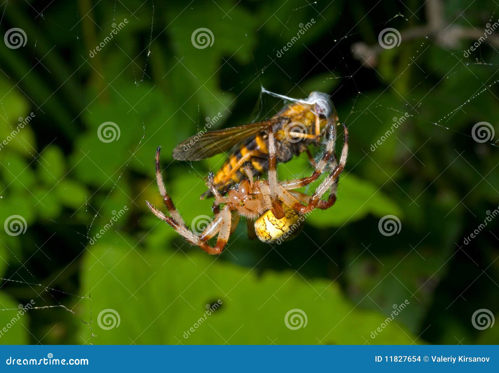 Spider with fly stock photo. Image of outdoor, scary - 11827654