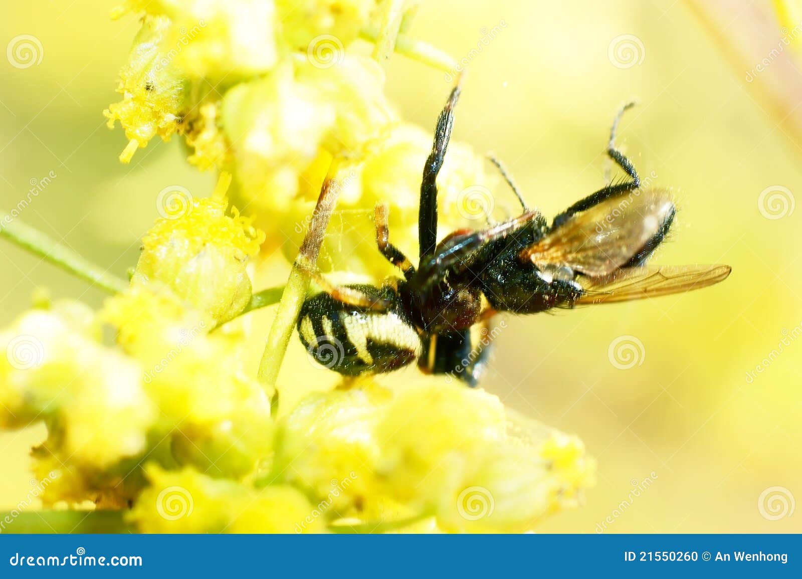 Spider and fly stock photo. Image of danger, closeup - 21550260