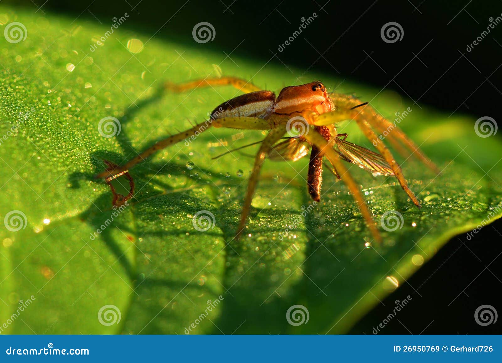 Spider and fly, stock image. Image of leave, macro, syrphidae - 26950769