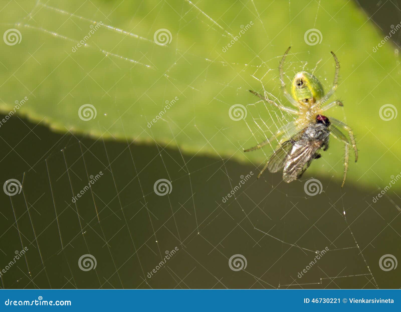 Spider and fly. stock image. Image of catched, spiders - 46730221
