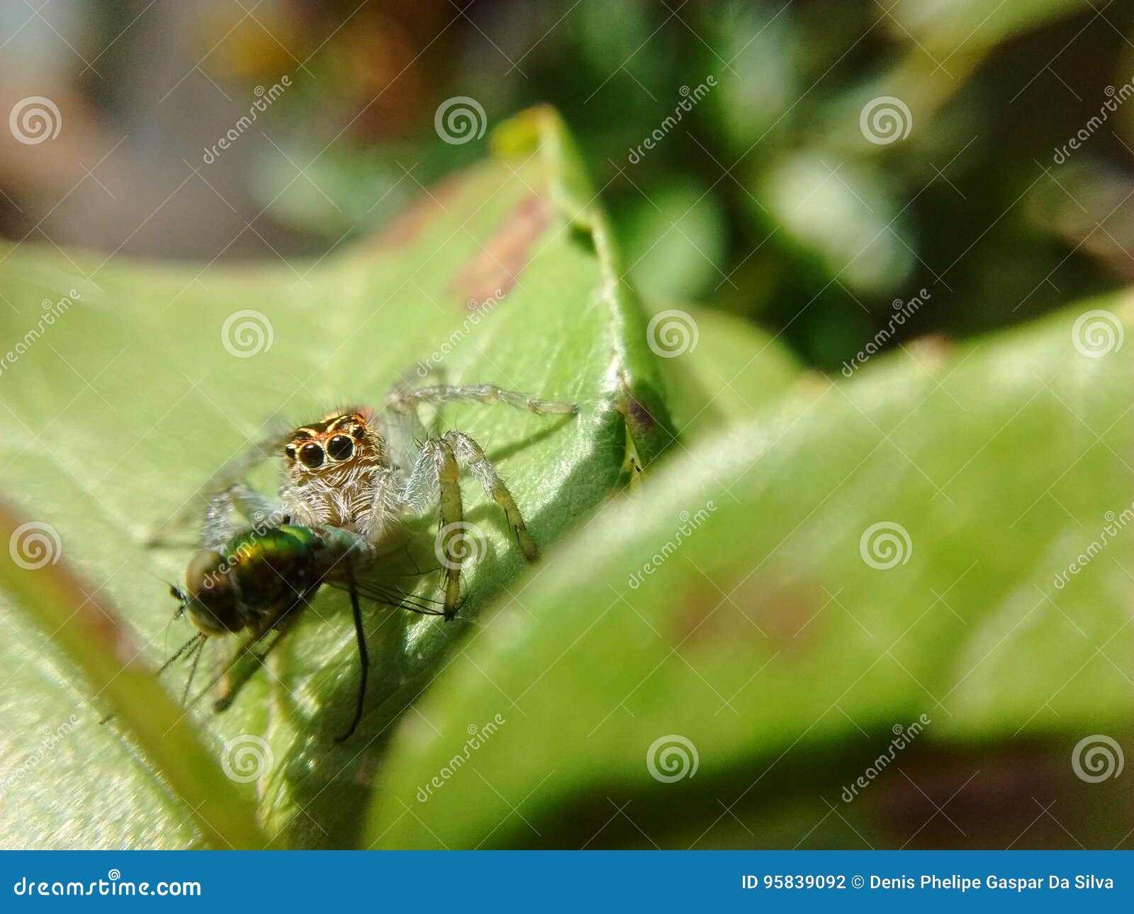 Spider stock photo. Image of araneus, garden, spider - 95839092