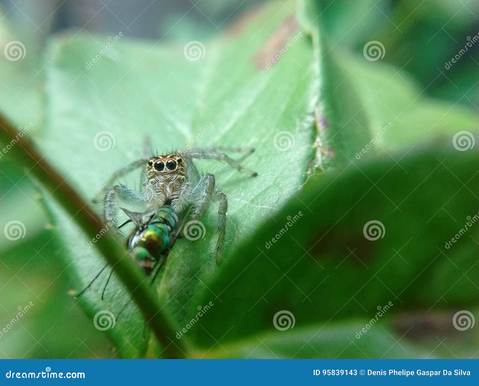 Spider stock image. Image of insect, invertebrate, arthropod - 95839143