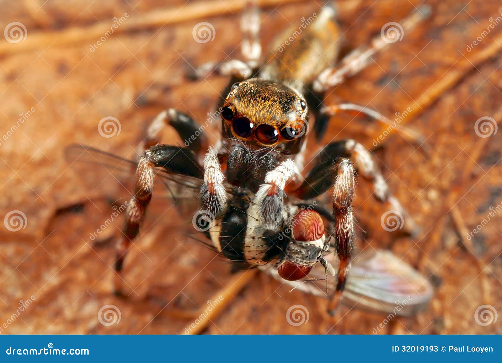 Spider and fly stock image. Image of outdoor, single - 32019193