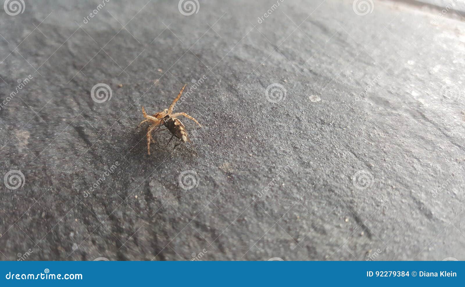 Spider with fly stock photo. Image of aggressive, spider - 92279384