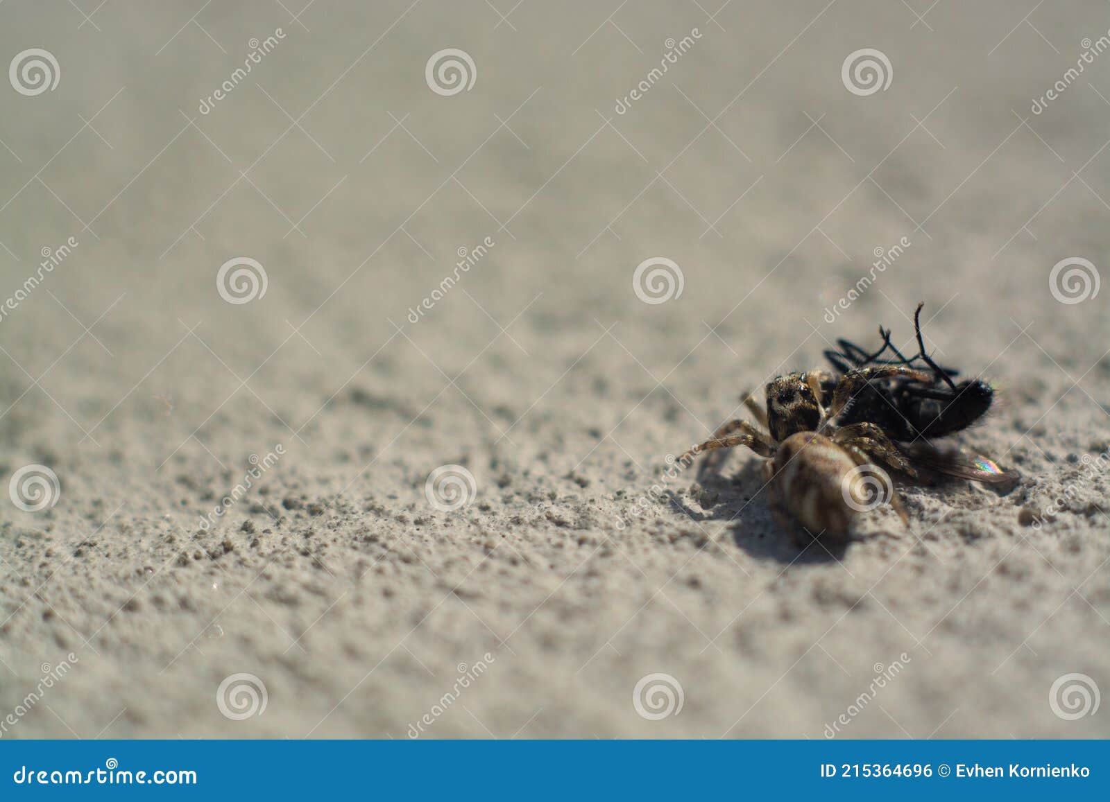 Spider with fly stock photo. Image of small, spider - 215364696