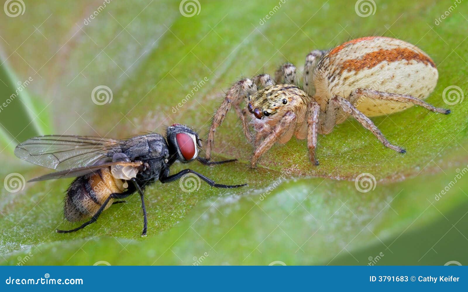 Spider and fly stare down stock image. Image of crawling - 3791683