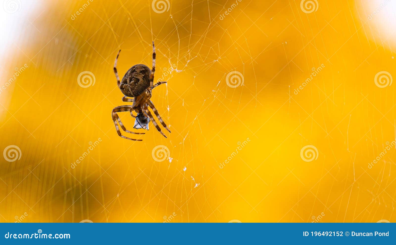 Spider and fly in web stock photo. Image of portrait - 196492152
