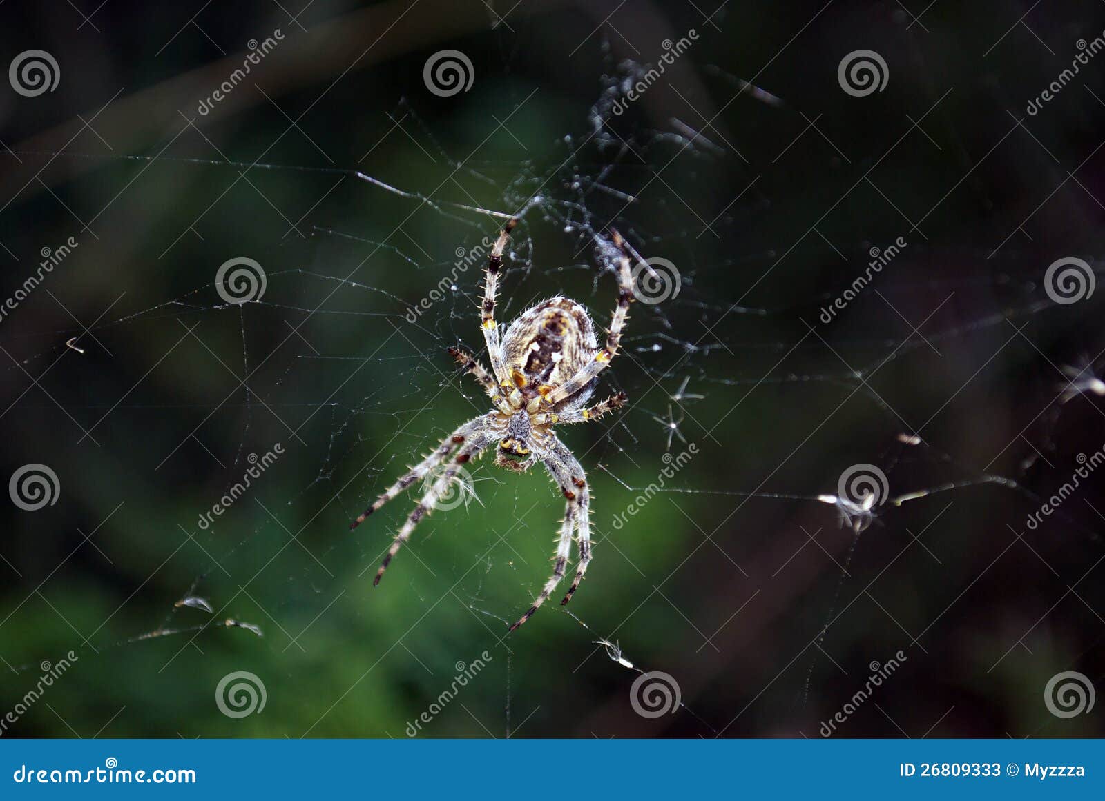 Spider forest stock image. Image of forest, close, holiday - 26809333